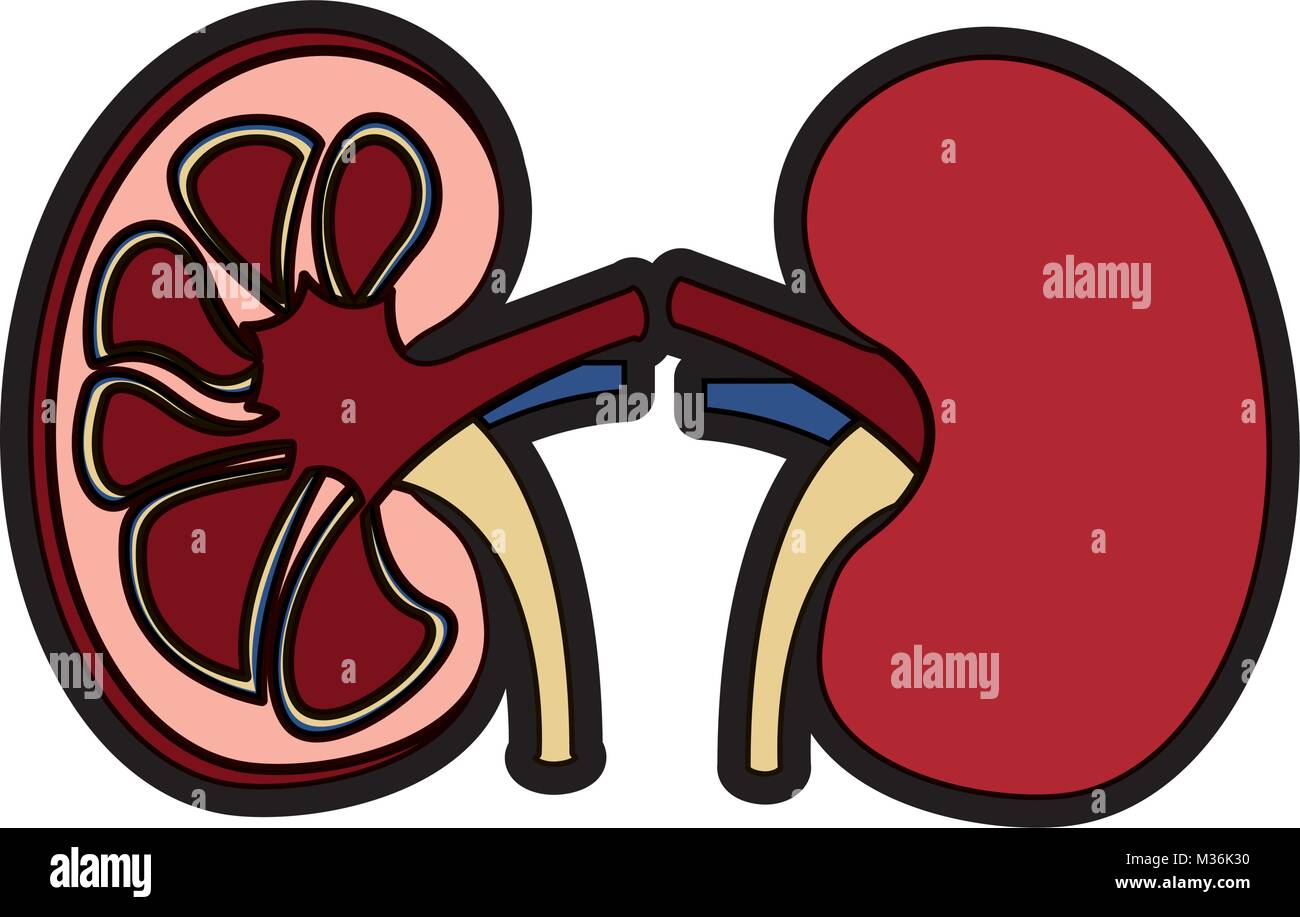 Human organs set kidneys Stock Vector Images - Alamy