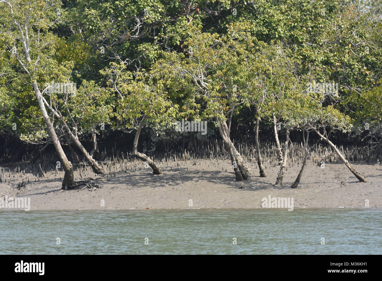 Sundarbans reserve forest hi-res stock photography and images - Alamy