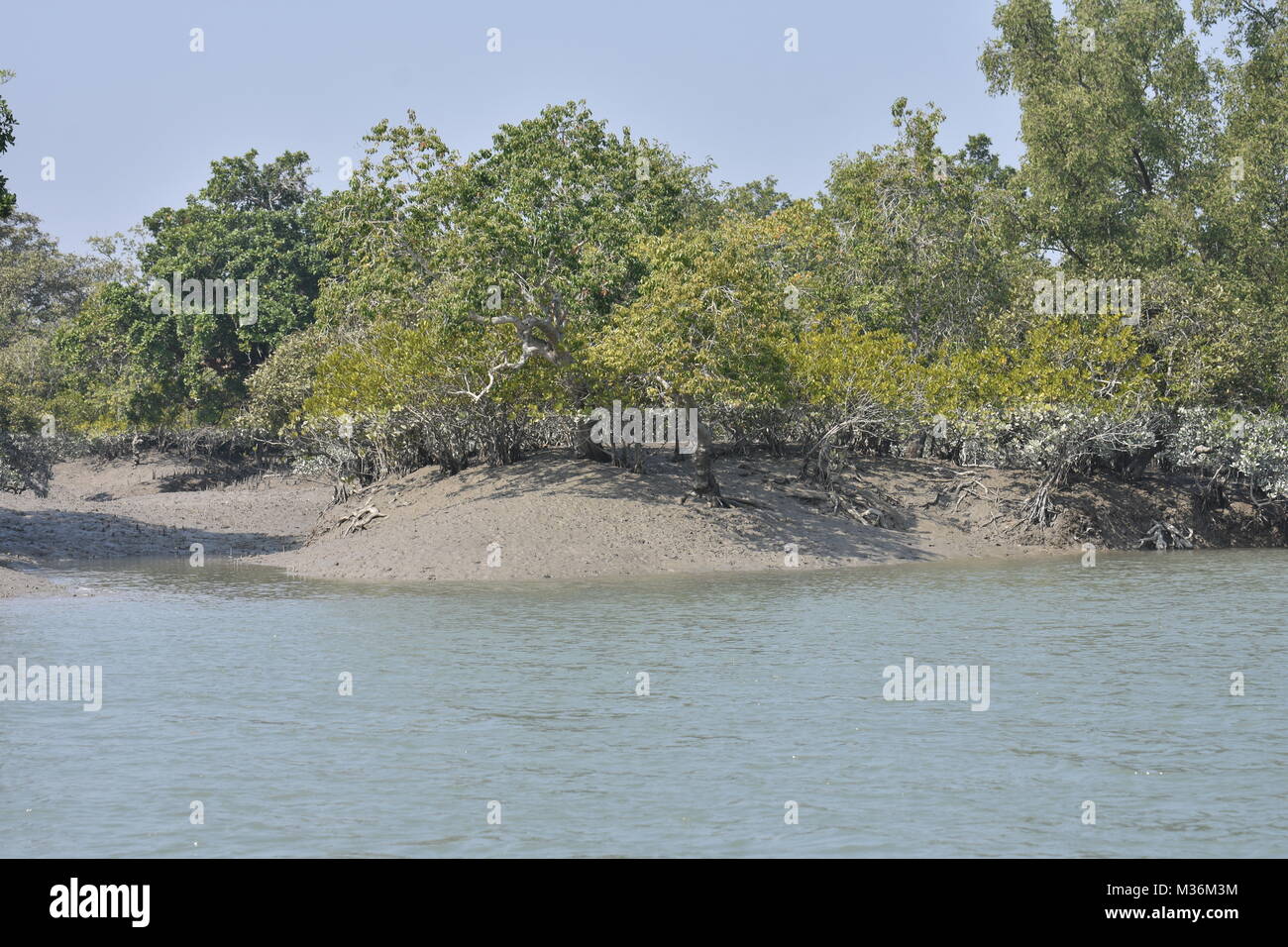 Estuarine landscape and Mangroove forest, Sundarbans delta, West Bengal ...