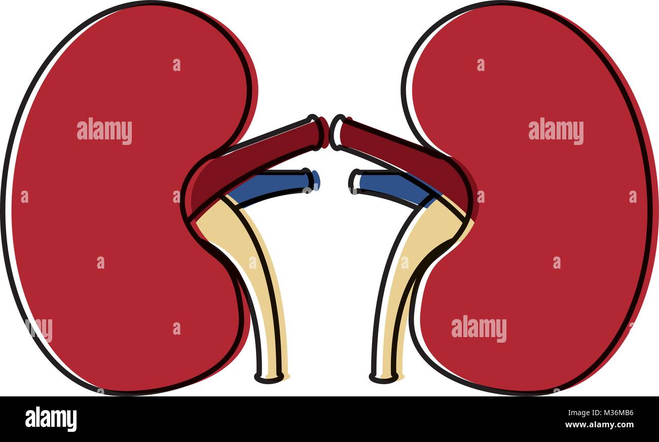 kidney medical healthy internal human organs Stock Vector Image & Art ...