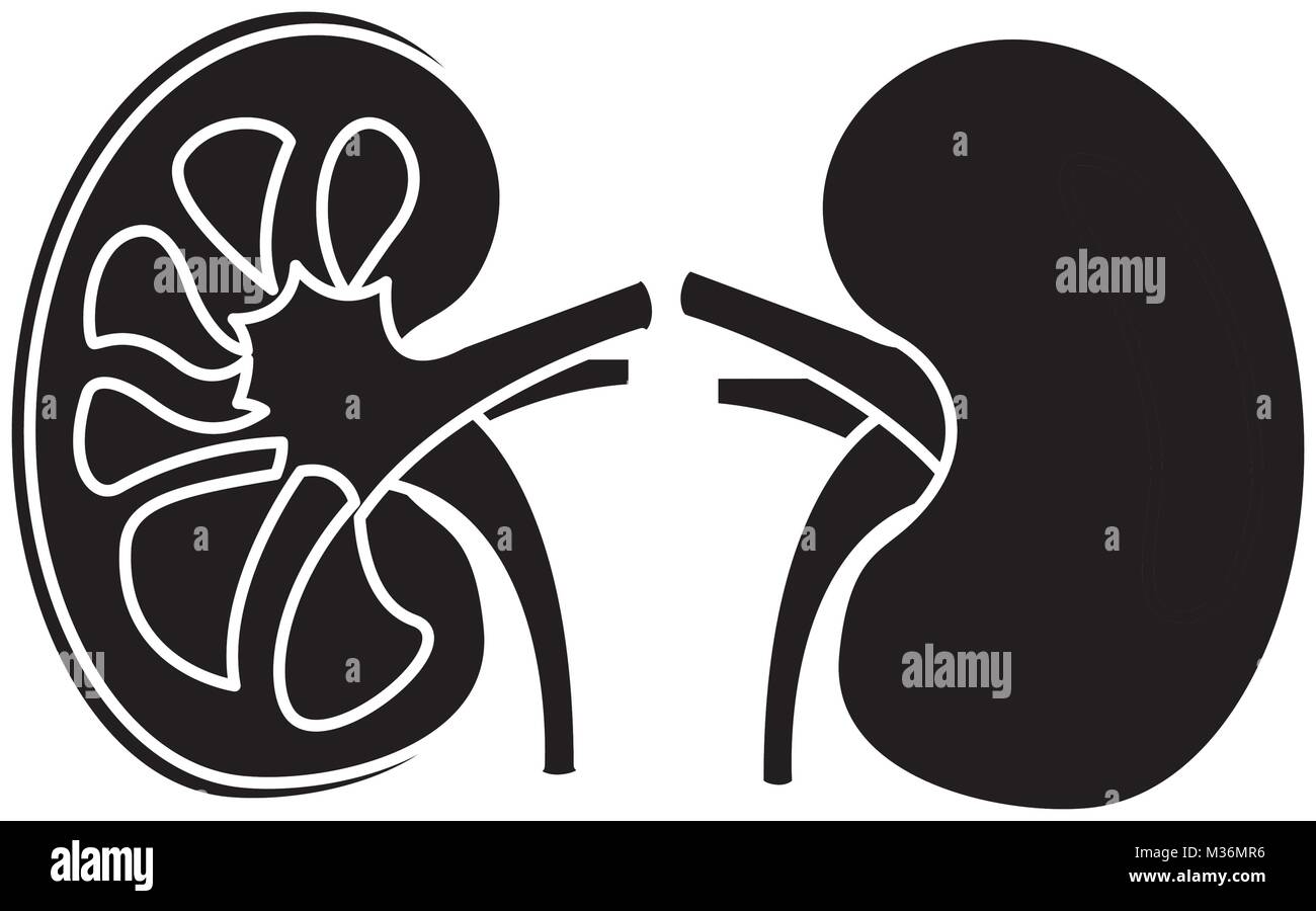 Human organs set kidneys Stock Vector Images - Alamy