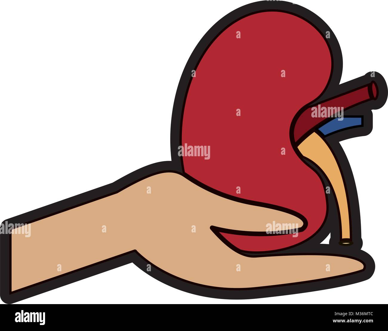 hand hold human kidney healthcare concept Stock Vector Image & Art - Alamy