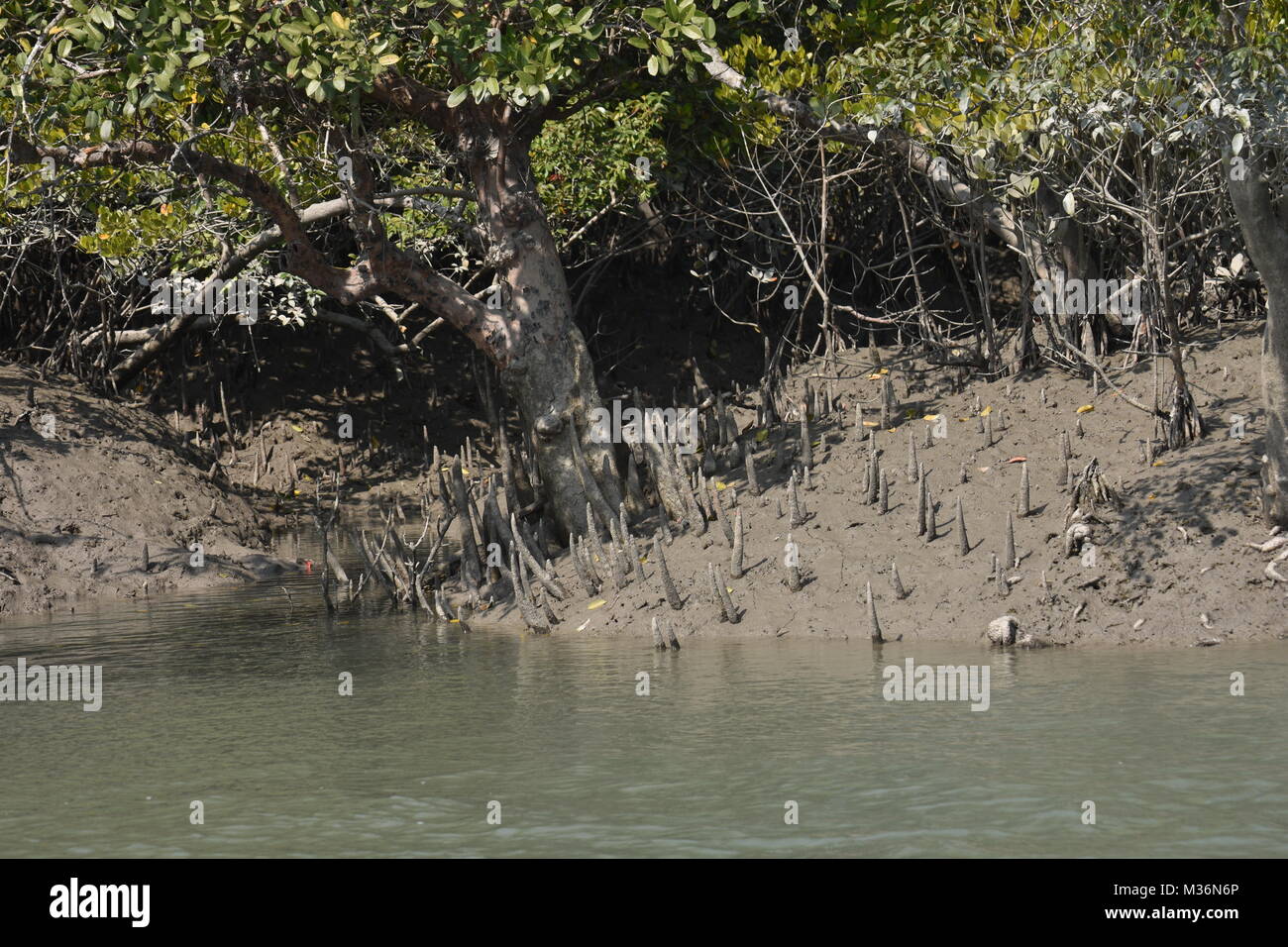Estuarine landscape and Mangroove forest, Sundarbans delta, West Bengal ...