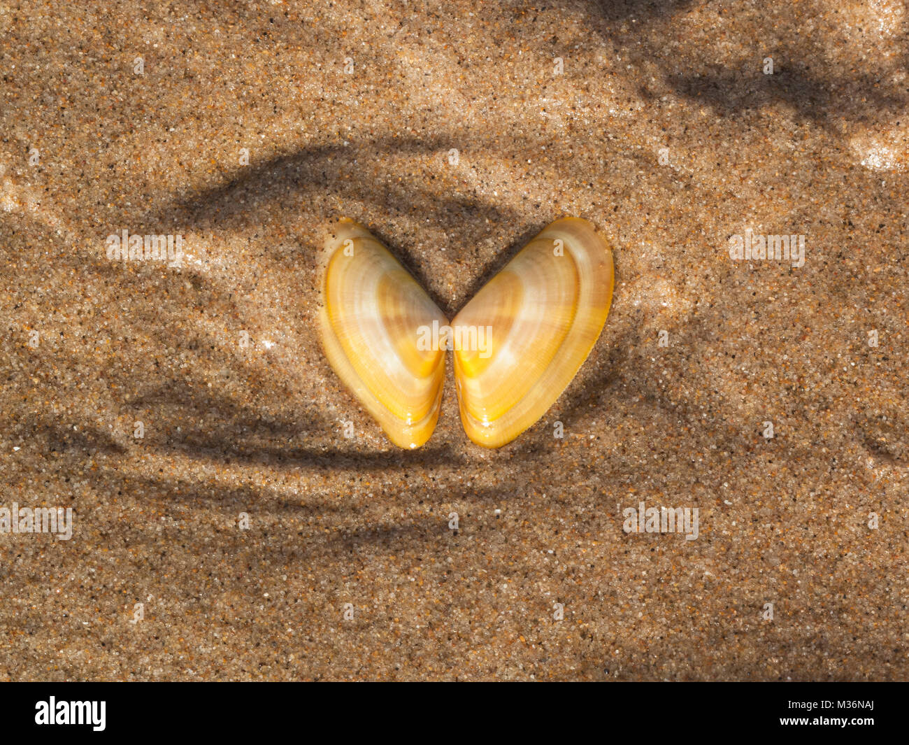 Open seashells hi-res stock photography and images - Alamy