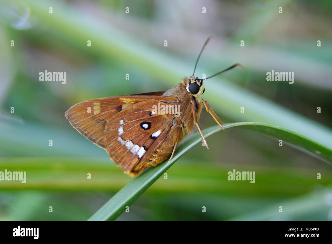 Brown butterfly on Australian native grass plant Stock Photo - Alamy