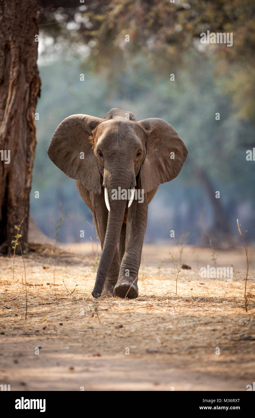 A lone elephant walking towards the camera in Mana Pools, Zimbabwe ...