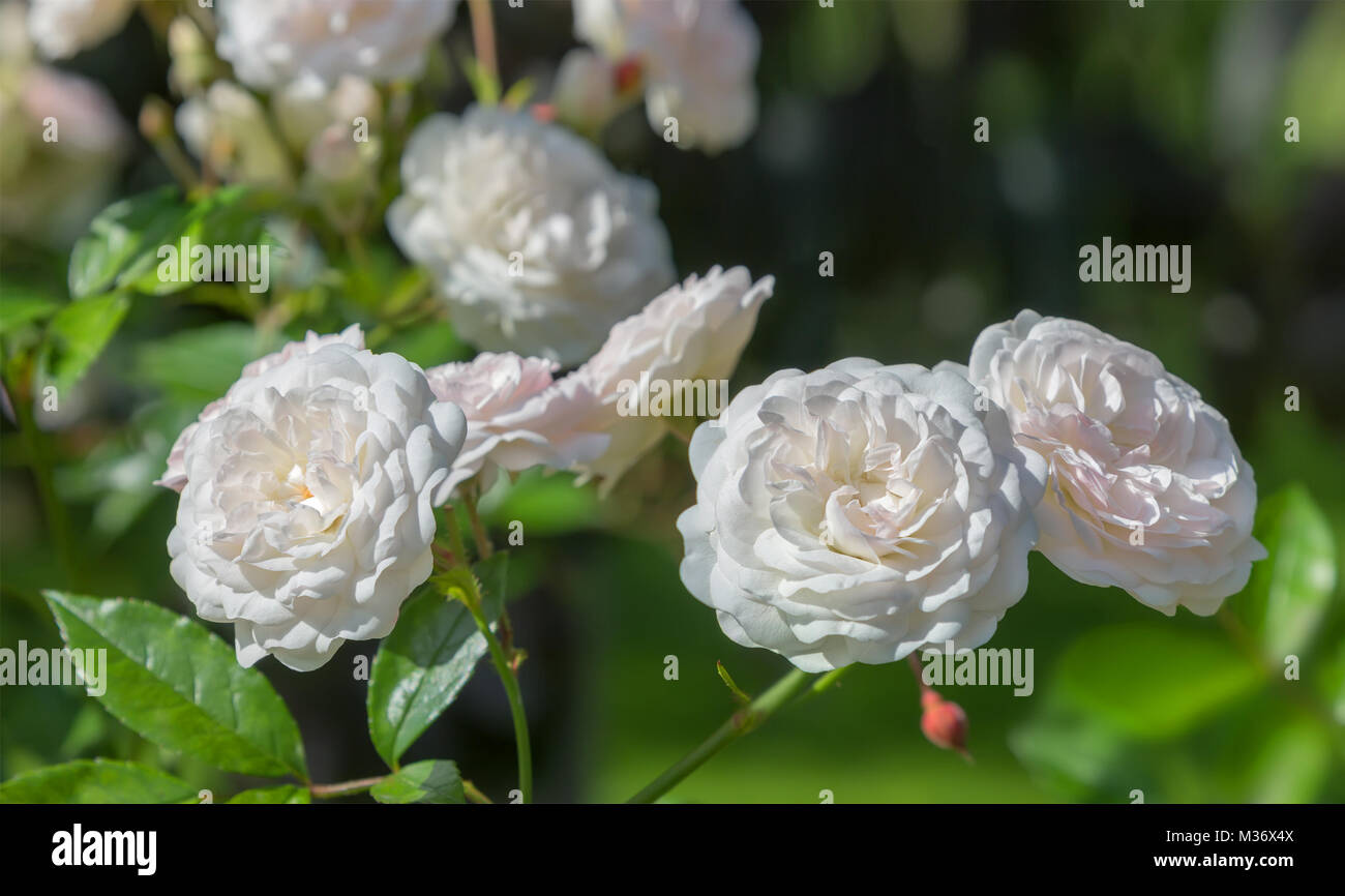 Beautiful pale-pink rose flowers Stock Photo - Alamy