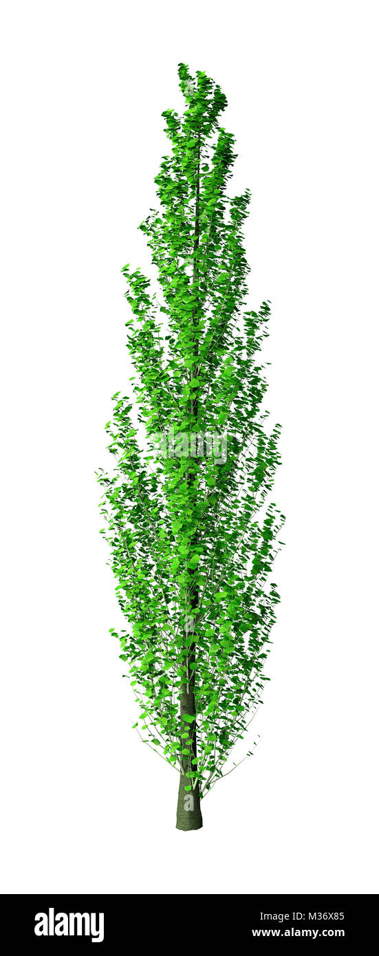 3D rendering of a green poplar tree isolated on white background Stock ...