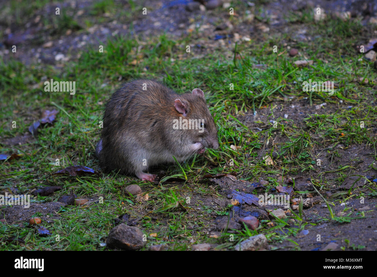 Harmful animal hi-res stock photography and images - Alamy