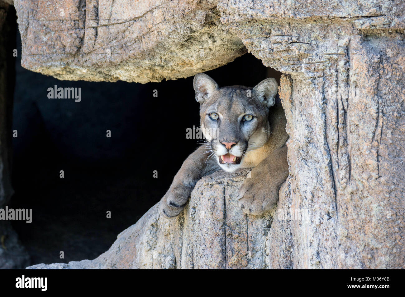 Puma teeth hi-res stock photography and images - Alamy