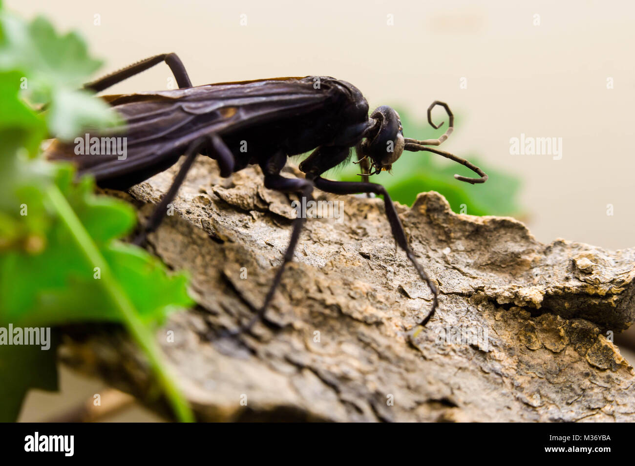 Tarantula hawk wasp hi-res stock photography and images - Alamy