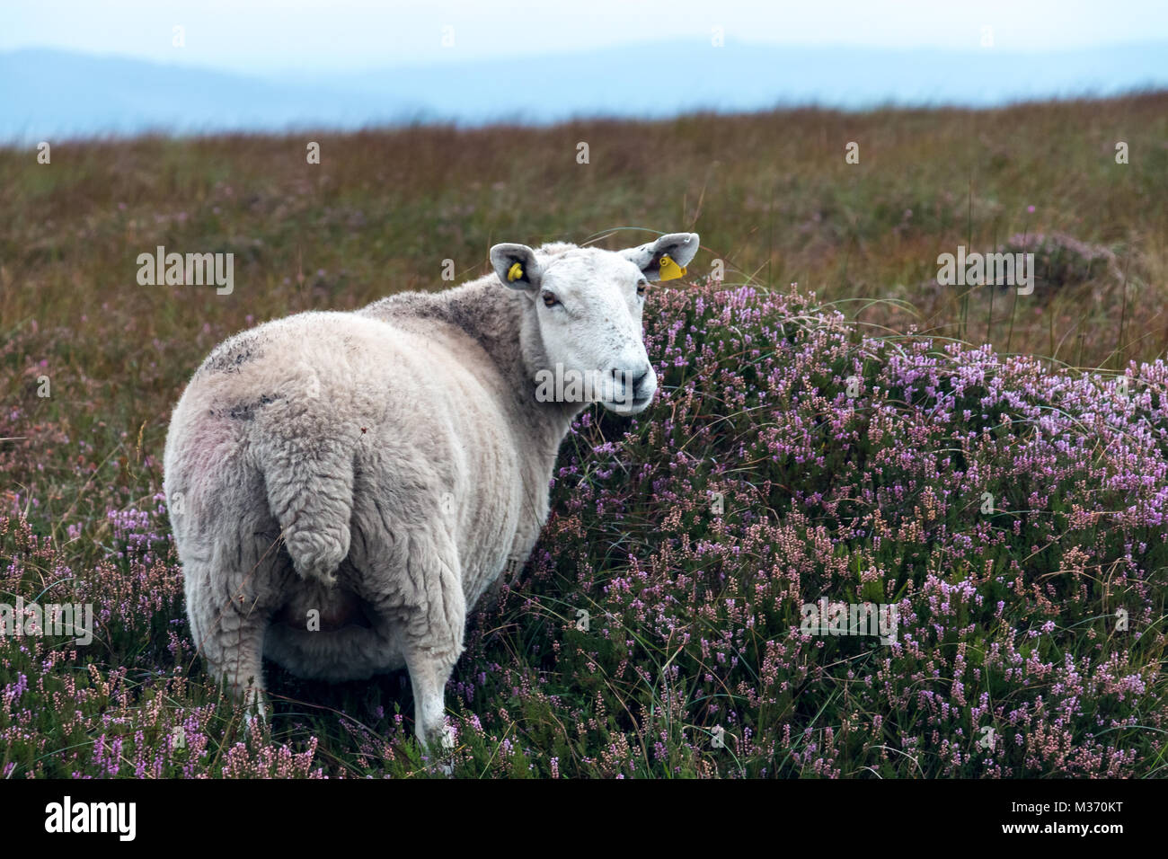 Sheep in an irish landscape hi-res stock photography and images - Alamy