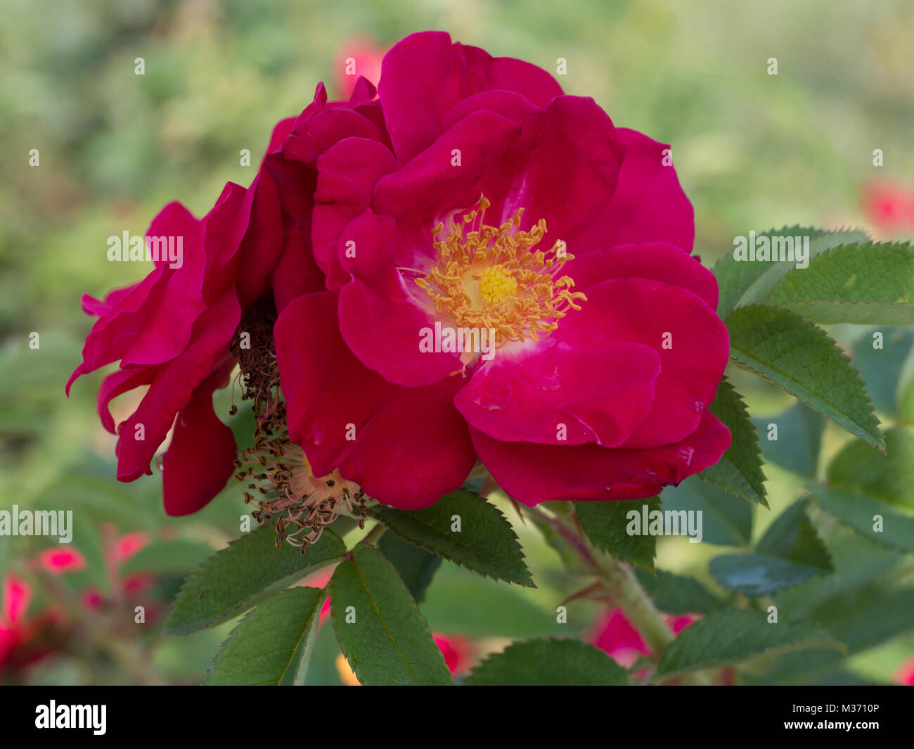 Rugosa rose hi-res stock photography and images - Alamy