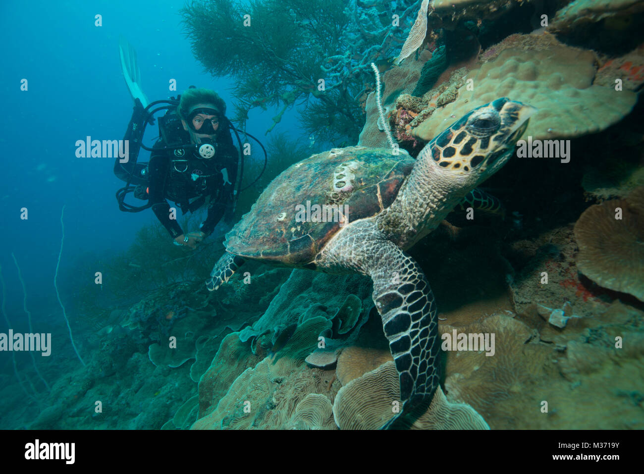 diver enjoying the green turtle off the coast Nosy Be of Madagascar ...