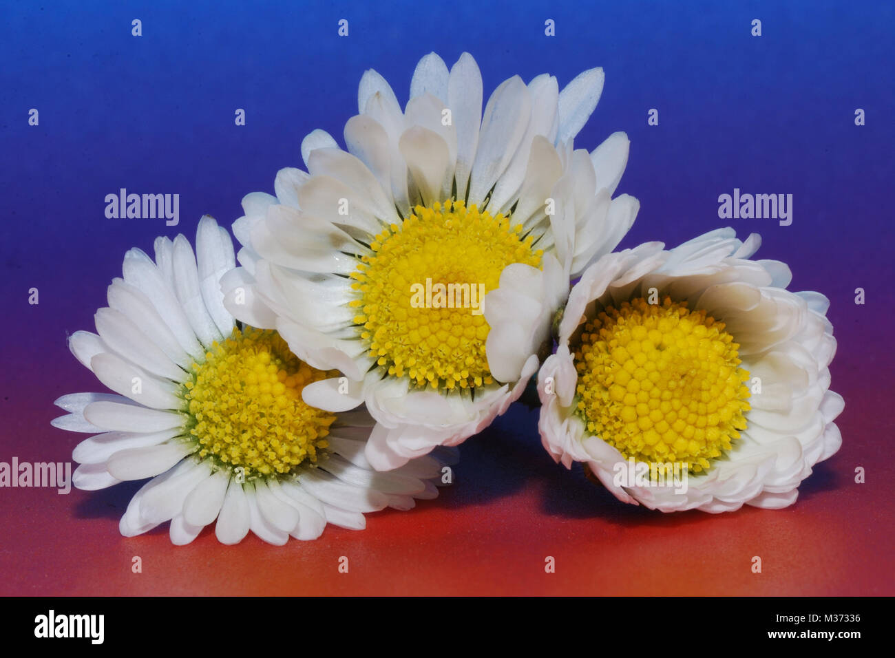 three beautiful daisy background with colored Stock Photo - Alamy