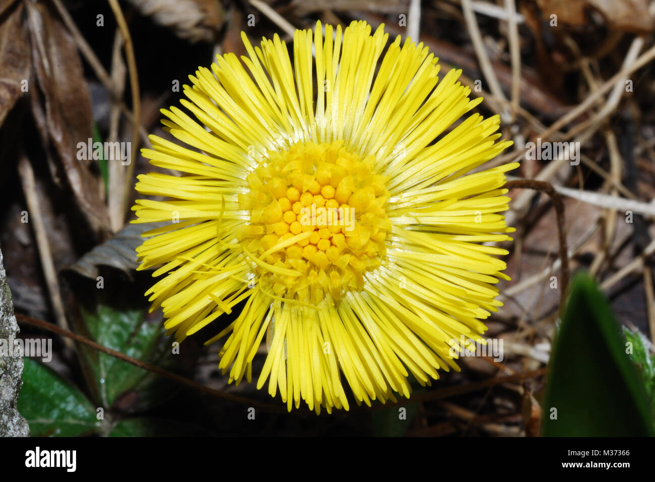 great view of a beautiful yellow spring flower Stock Photo - Alamy