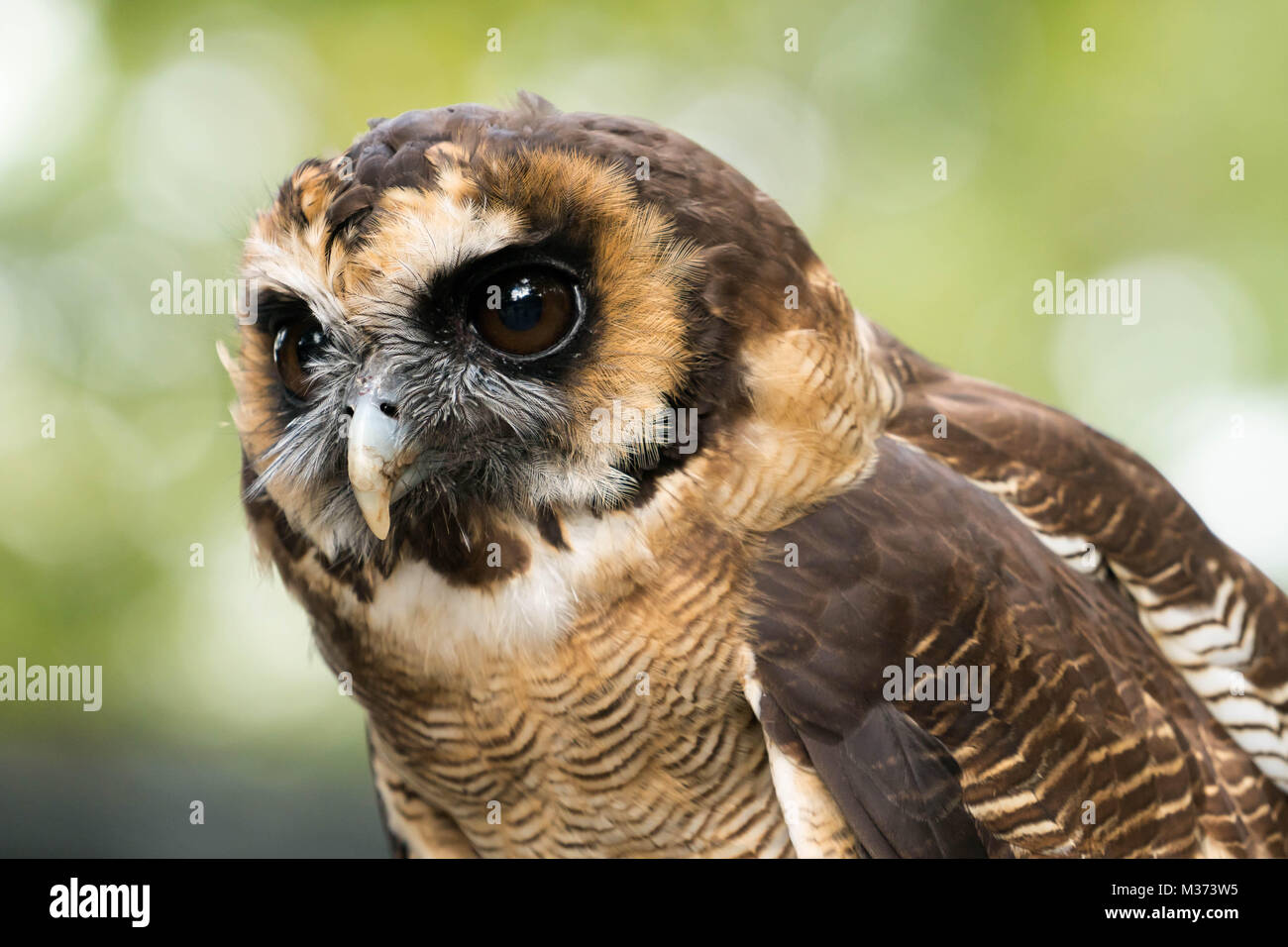 close up portrait of a brown Asian wood owl Stock Photo - Alamy