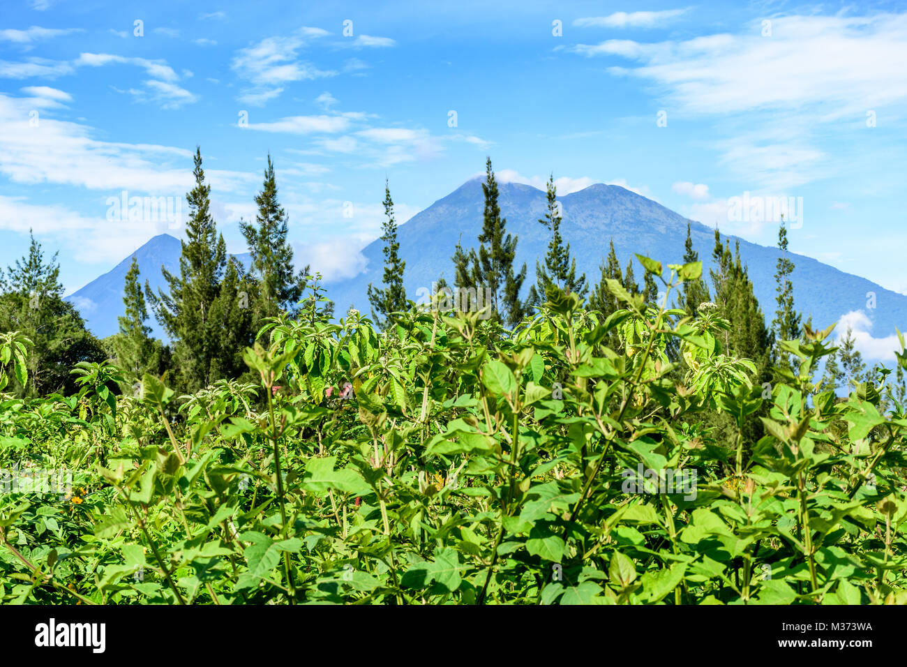 Looking through undergrowth & trees to two volcanoes: Fuego volcano ...
