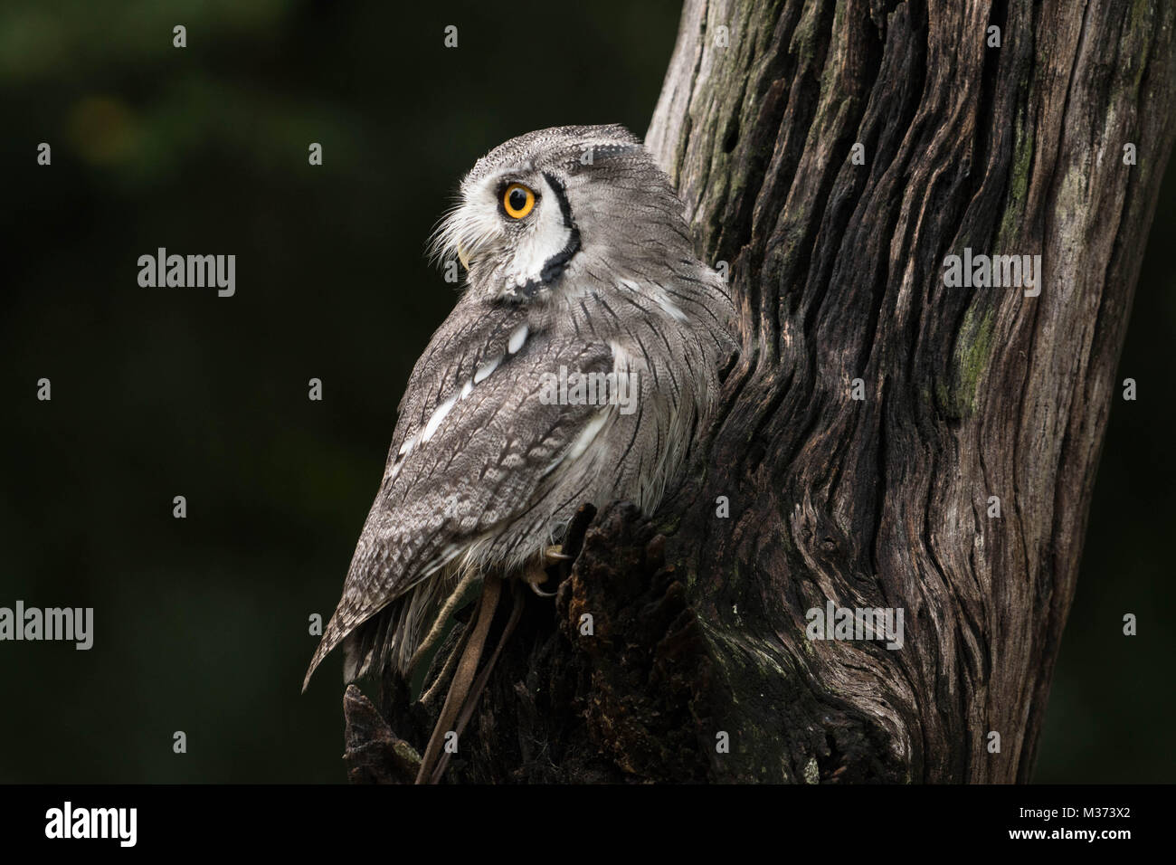 gorgeous southern white-faced scope owl on a wooden branch Stock Photo ...
