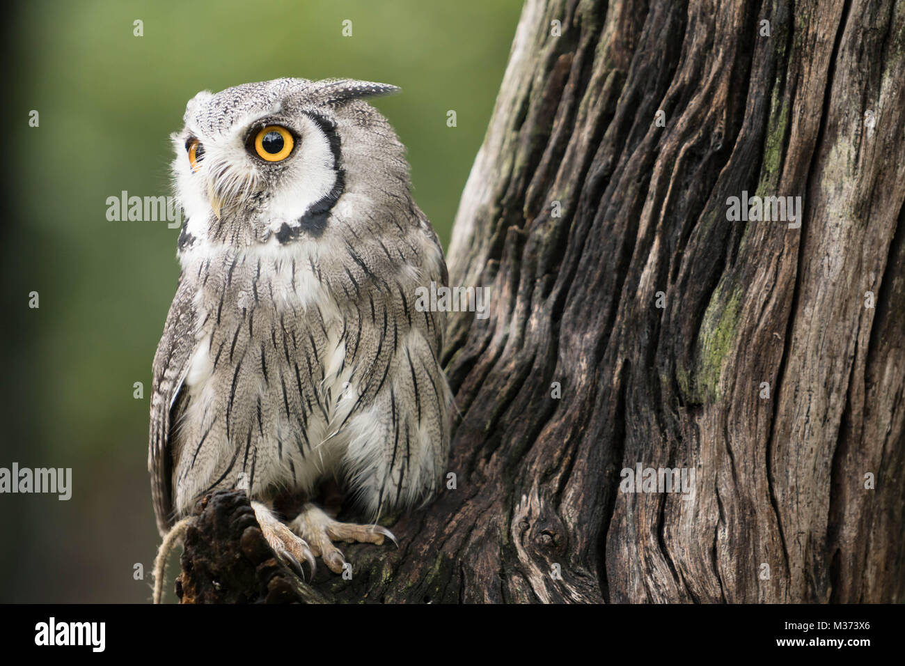 White faced scops owl africa hi-res stock photography and images - Alamy