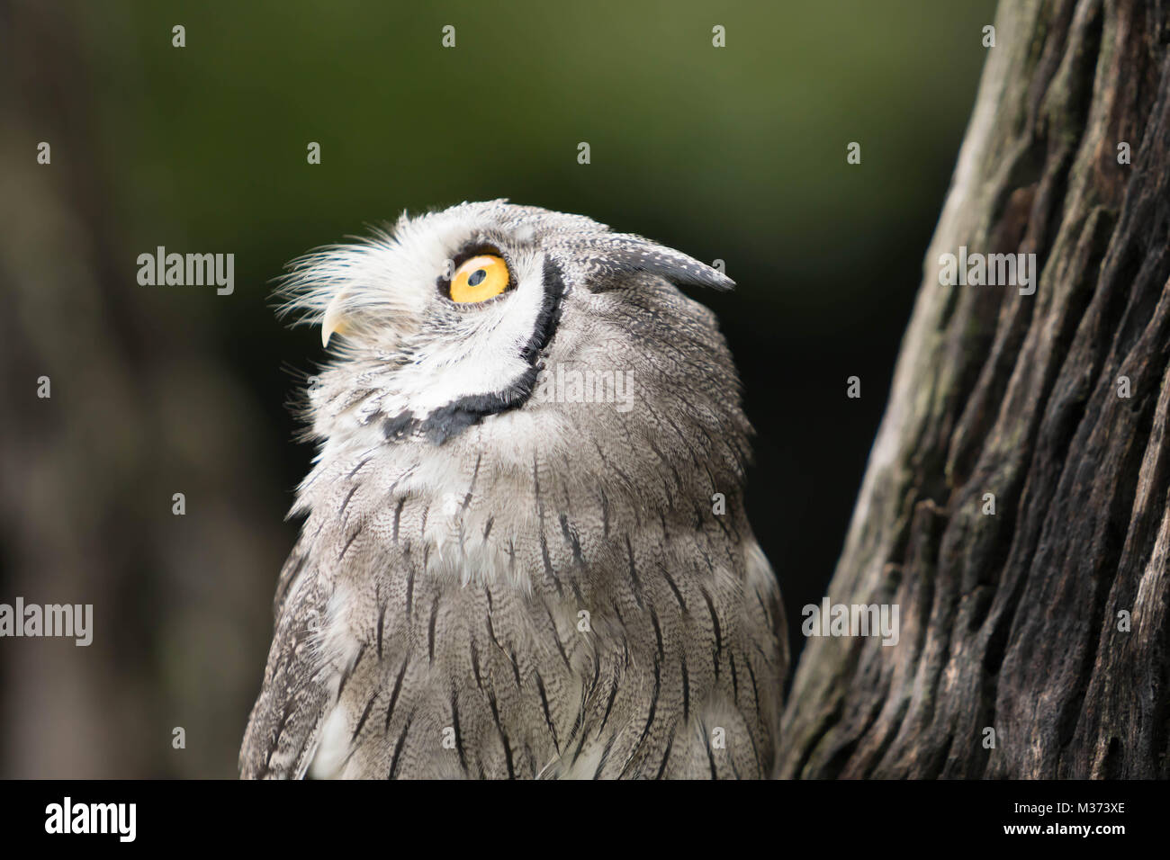 gorgeous southern white-faced scope owl on a wooden branch Stock Photo ...