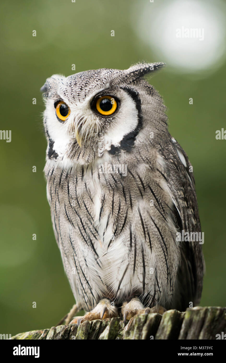 gorgeous southern white-faced scope owl on a wooden branch Stock Photo ...