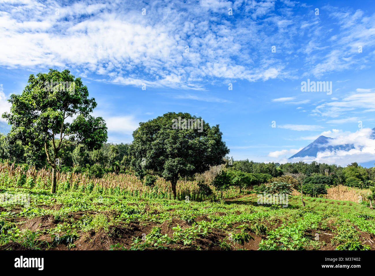 Guatemala agriculture hi-res stock photography and images - Alamy