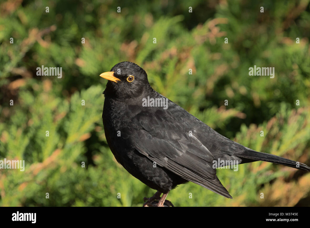Male Blackbird at The Valley Gardens,Harrogate,North Yorkshire,England ...