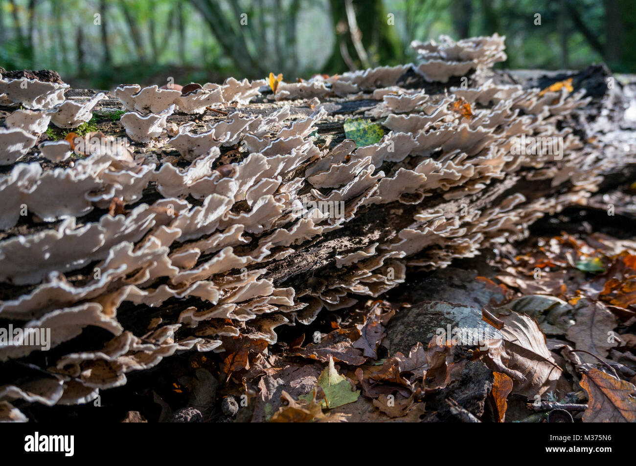 Turkey Tail (Trametes versicolor) bracket fungus growing on a decaying ...