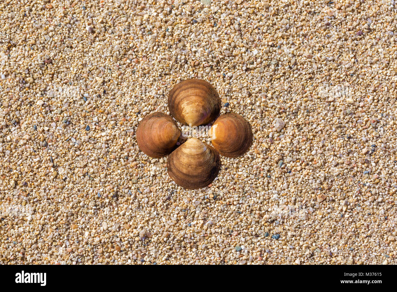 Four sea shells on the sand. Summer beach background. Top view. Space ...