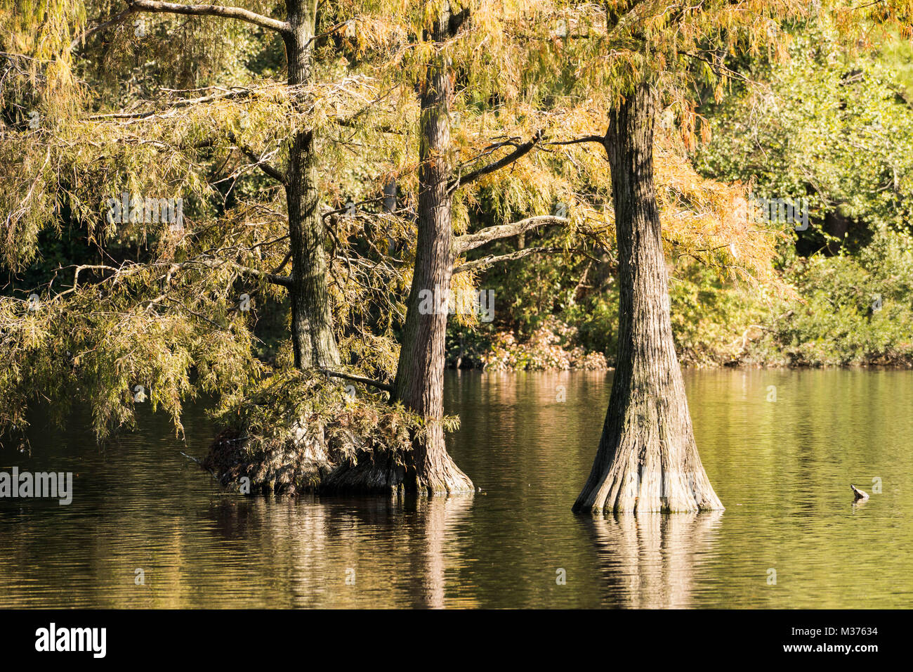 swamp landscape with trees and Spanish moss and reflections in the ...