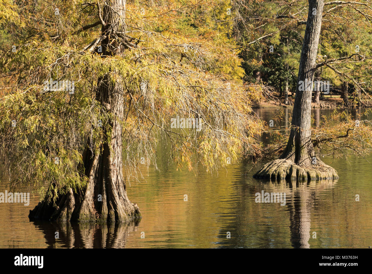 swamp landscape with trees and Spanish moss and reflections in the ...