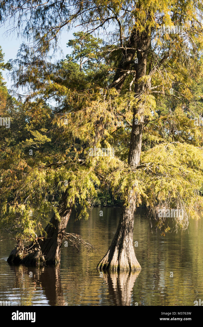 swamp landscape with trees and Spanish moss and reflections in the ...