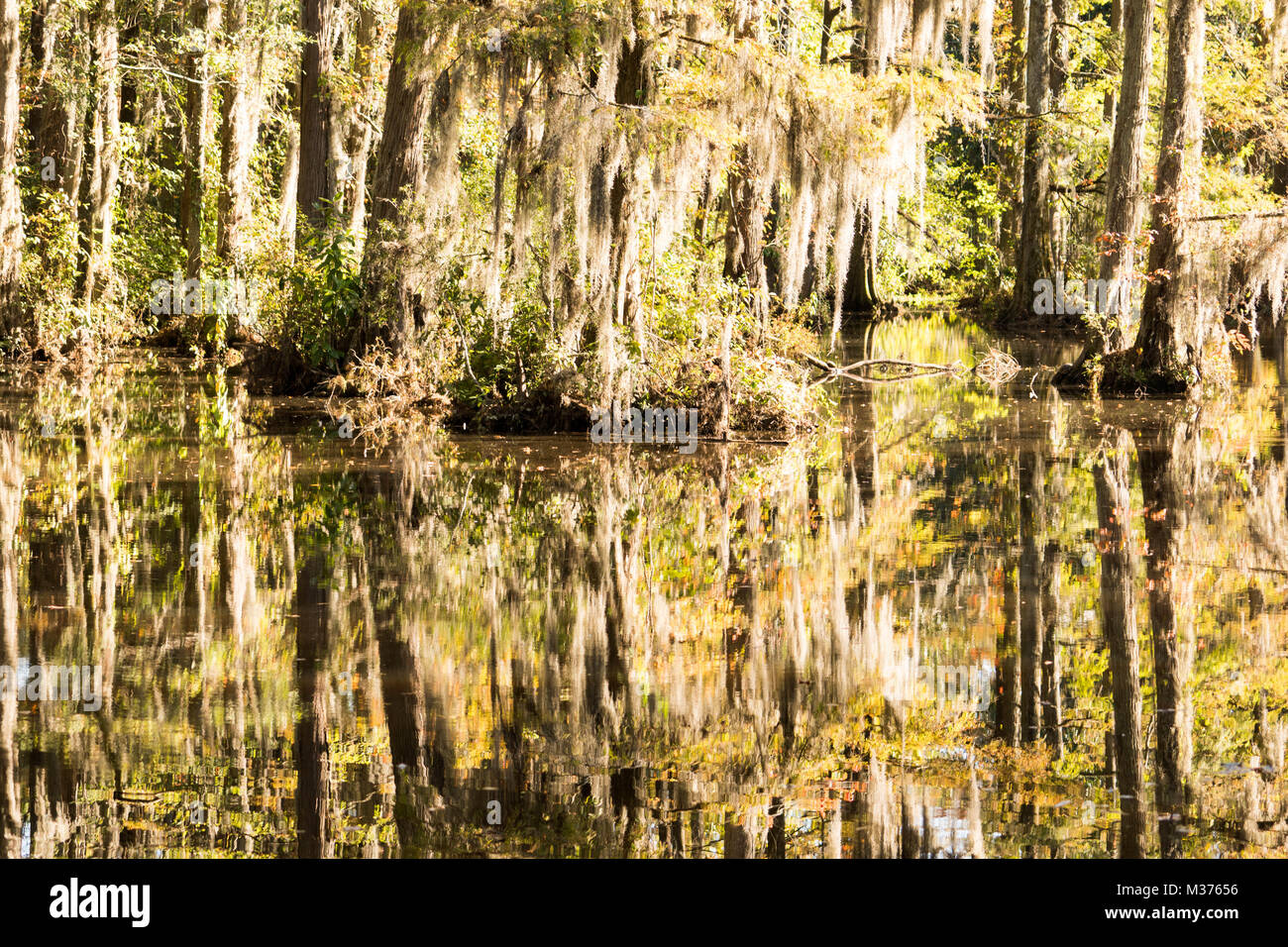 swamp landscape with trees and Spanish moss and reflections in the ...
