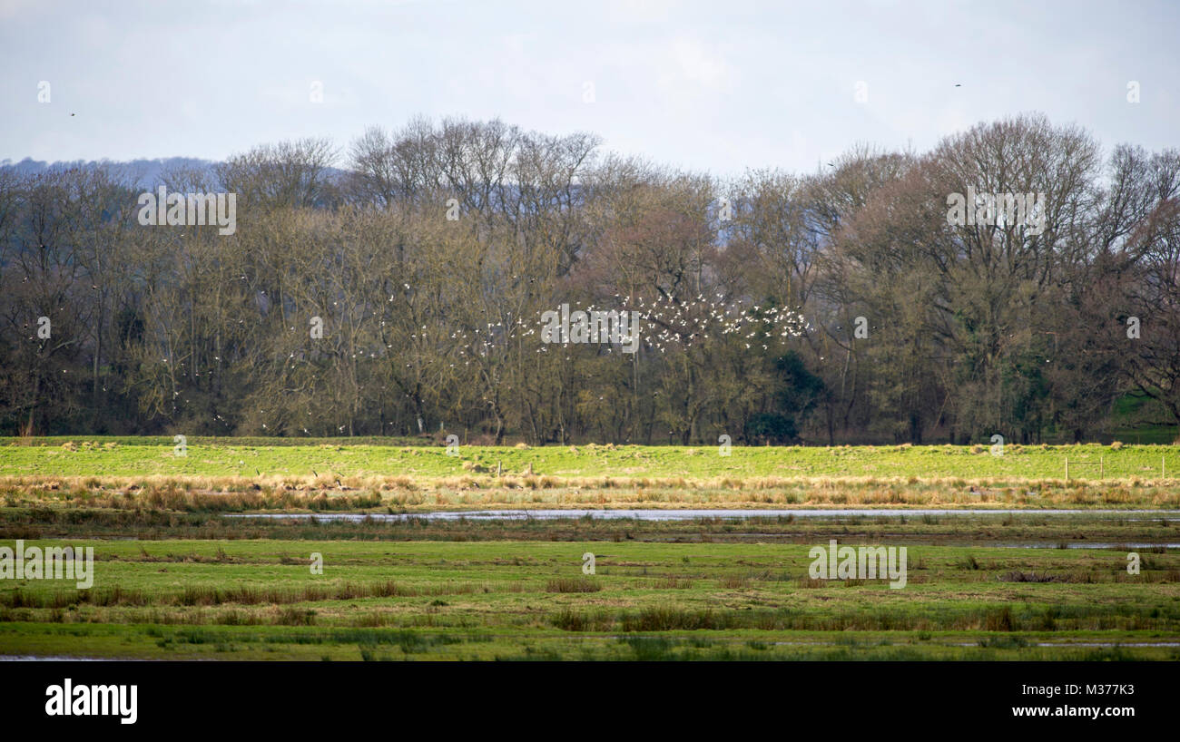 Pulborough Brooks RSPB nature reserve in West Sussex UK - Lapwings take ...