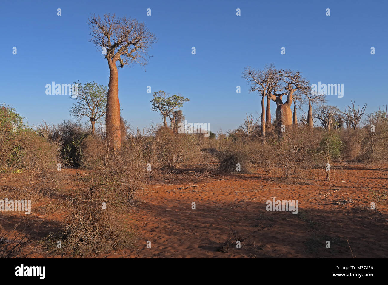 Baobab adansonia sp hi-res stock photography and images - Alamy