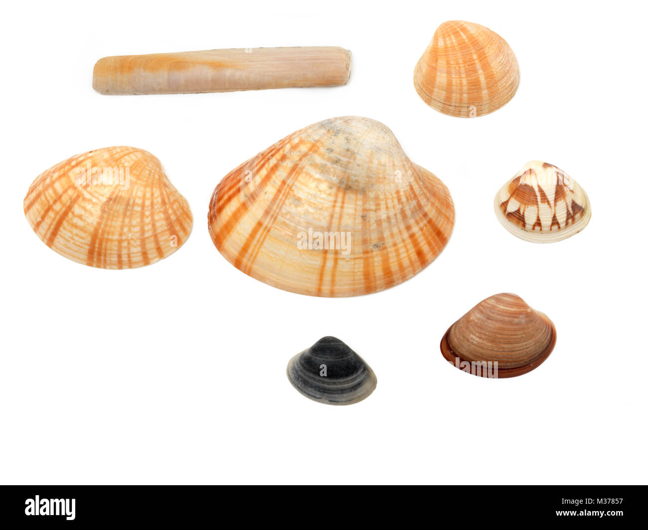 Bivalves hi-res stock photography and images - Alamy