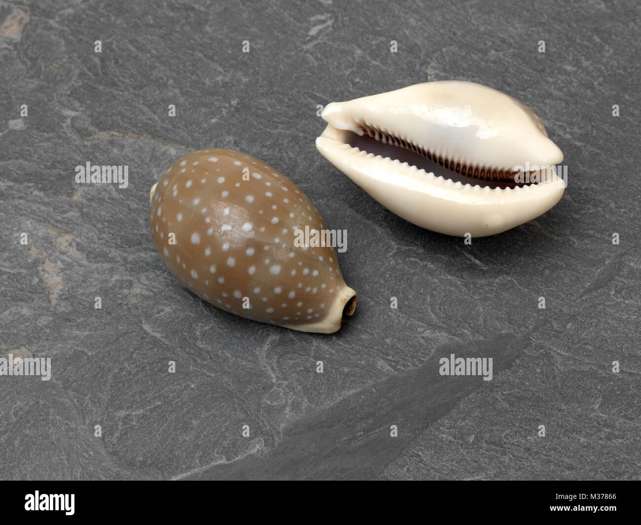 Cypraea Camelopardalis Cowrie Stock Photo - Alamy