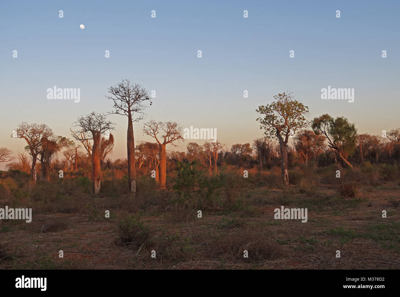 Baobab trees (Adansonia sp) in spiny forest at dawn Parc Mosa, Ifaty ...