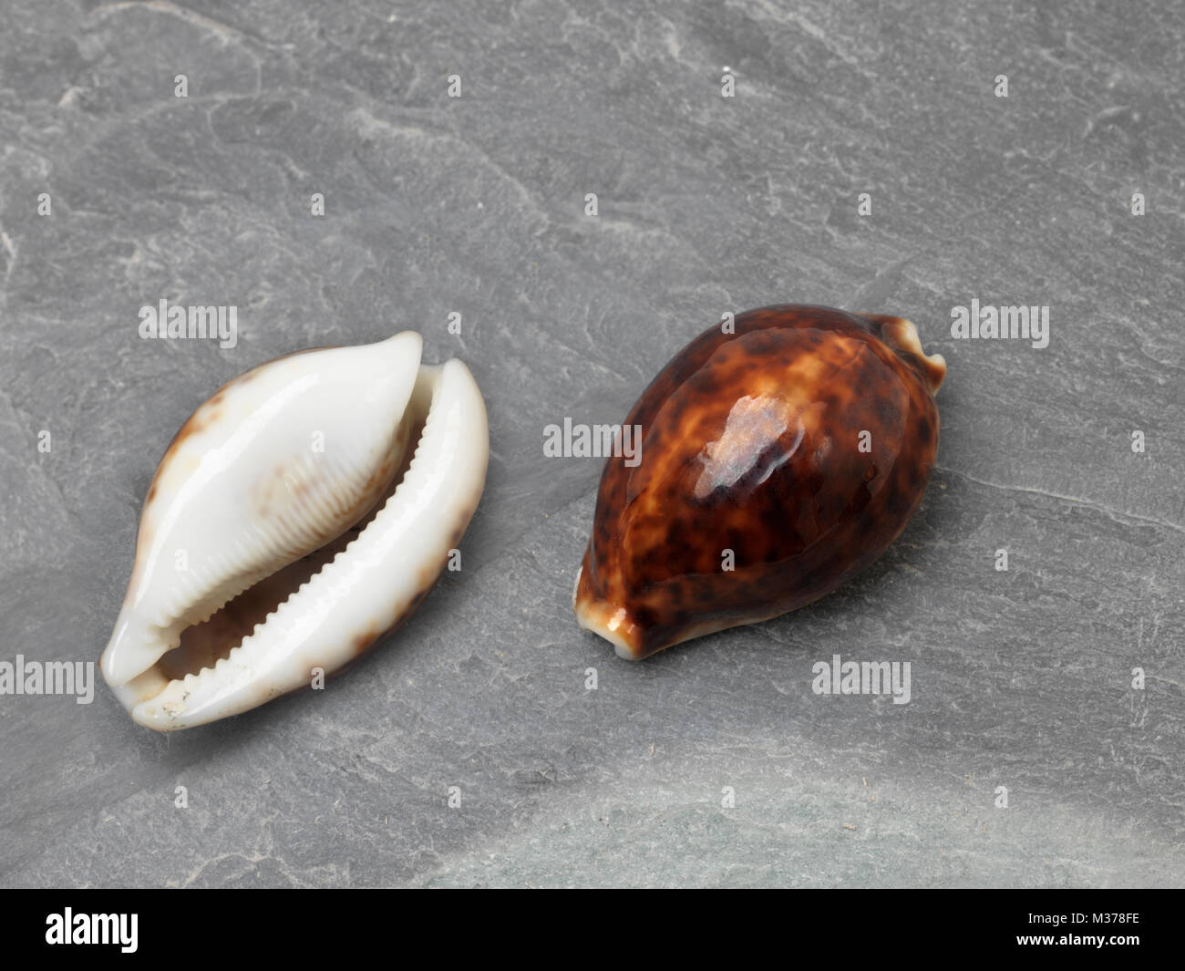 Pantherina High Resolution Stock Photography and Images - Alamy