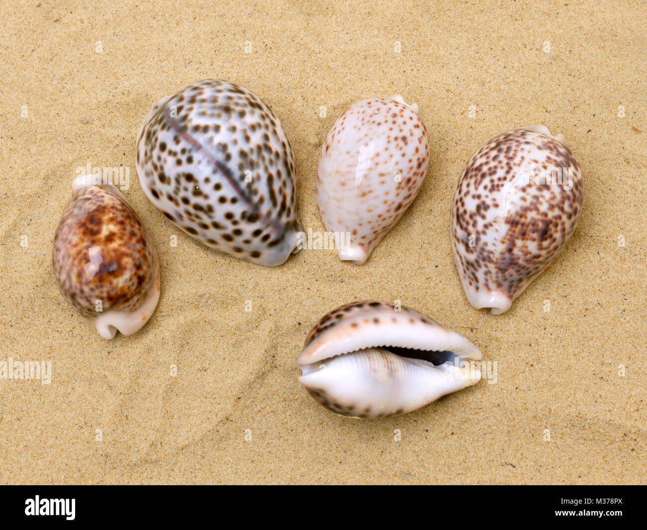 Cypraea Tigris Tiger Cowrie Stock Photo - Alamy