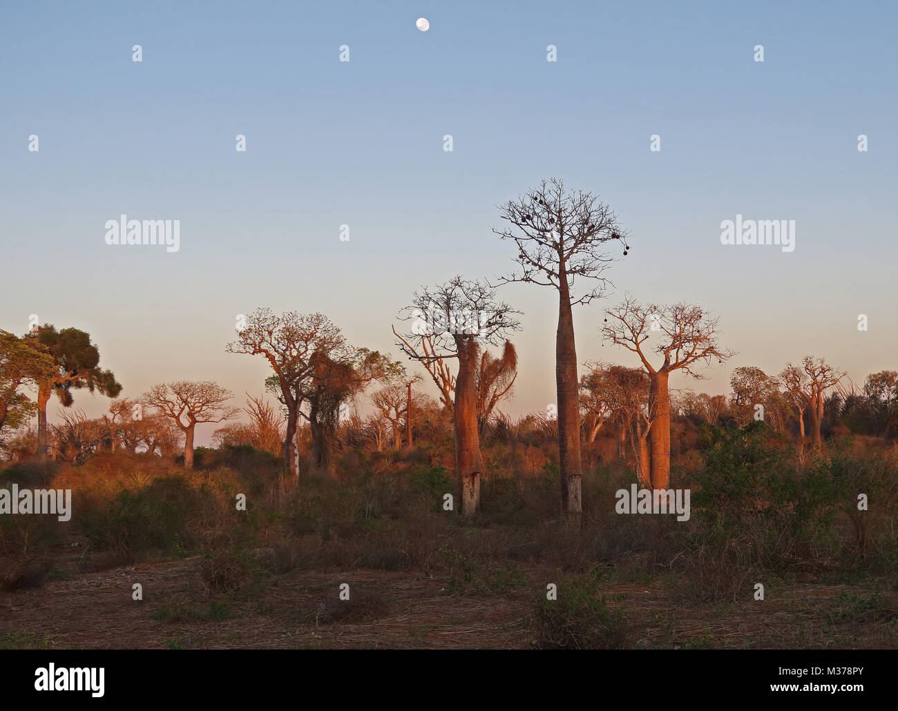 Baobab trees (Adansonia sp) in spiny forest at dawn with moon still out ...