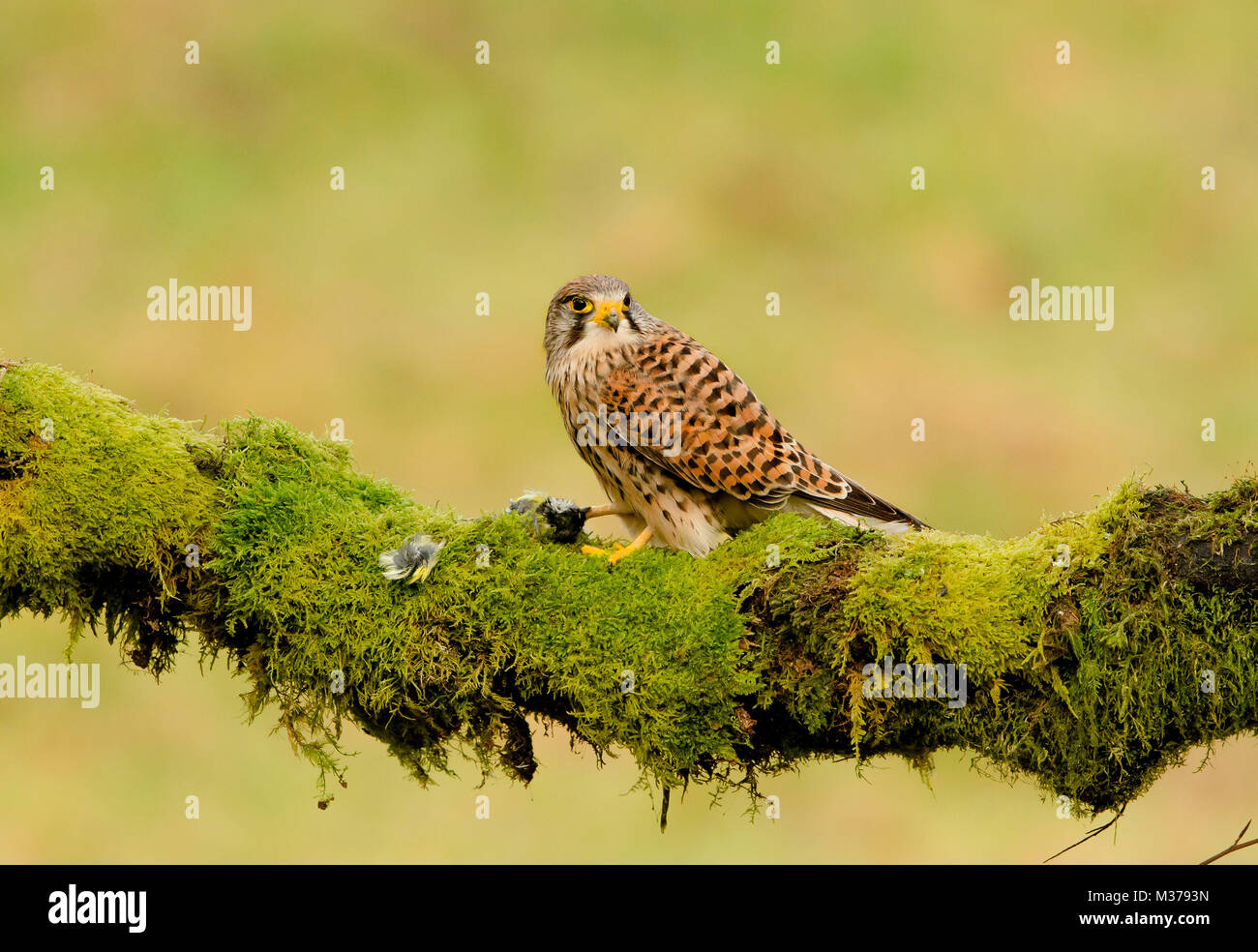 Tawny Owl Reflection Stock Photo - Alamy