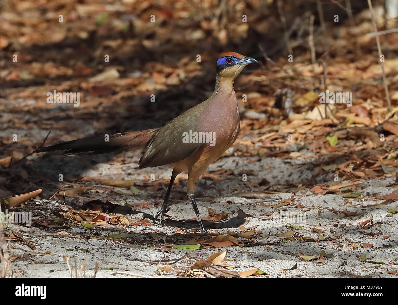 Red-capped Coua (Coua ruficeps) adult walking on track, Madagascan ...
