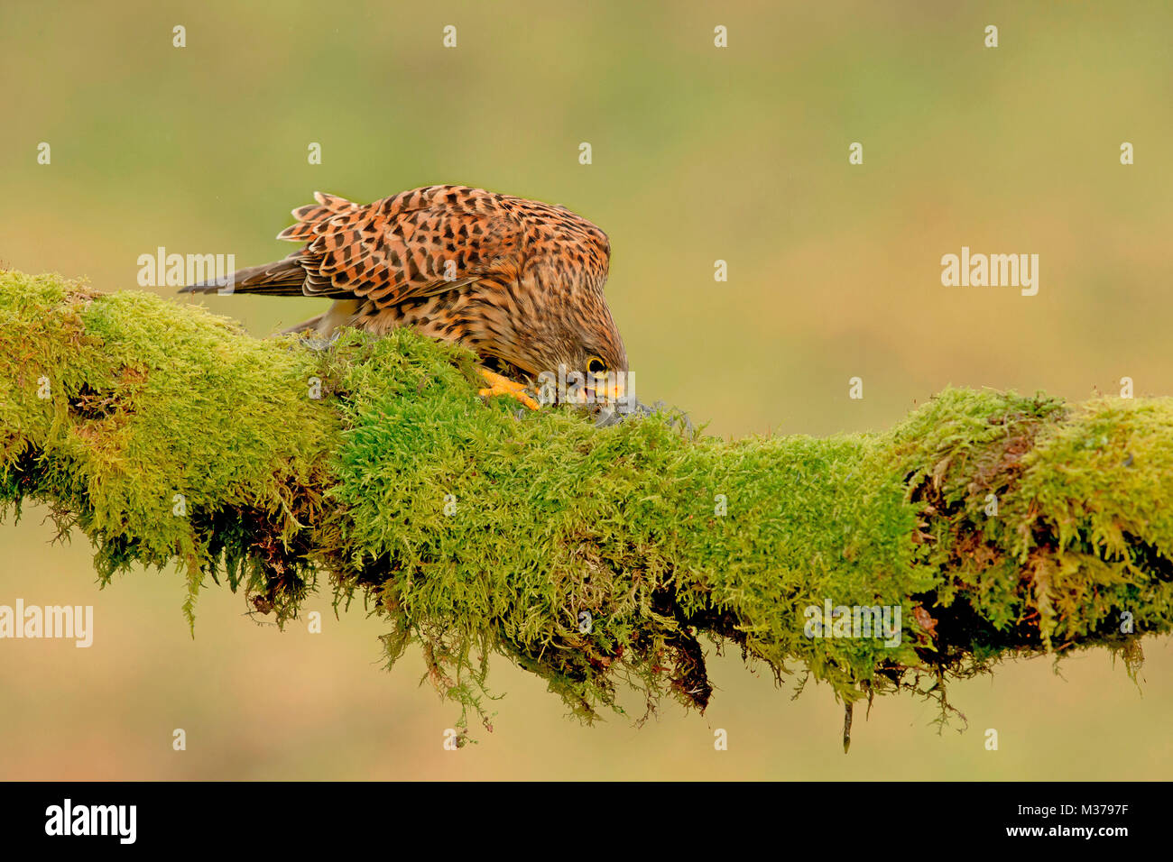 Tawny Owl Reflection Stock Photo - Alamy