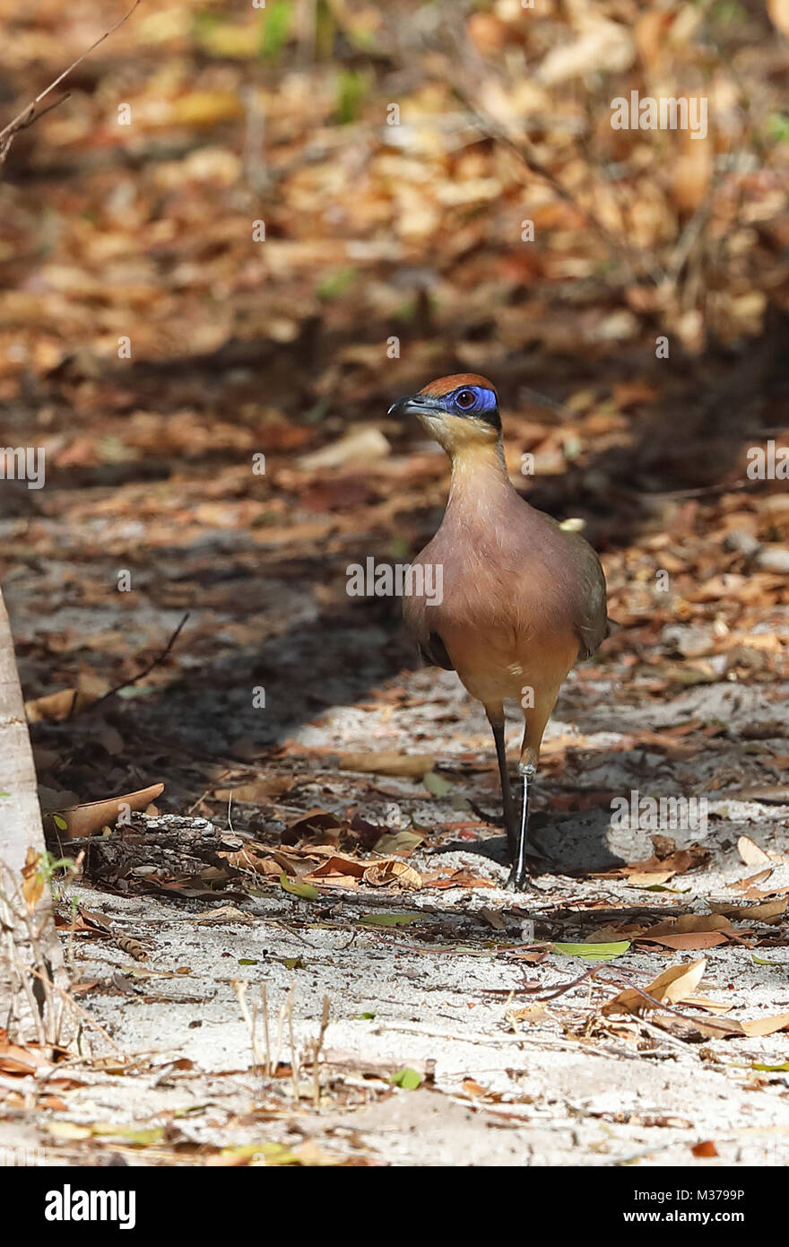 Red-capped Coua (Coua ruficeps) adult walking on track, Madagascan ...