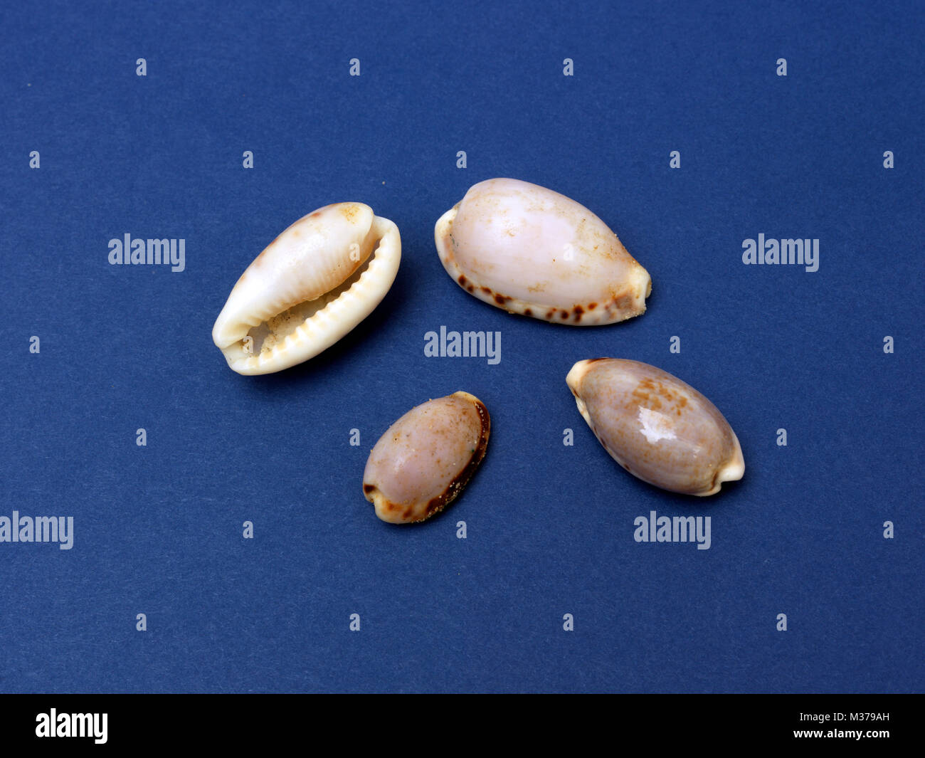 Cypraea Angustata Cowrie Shells Stock Photo - Alamy