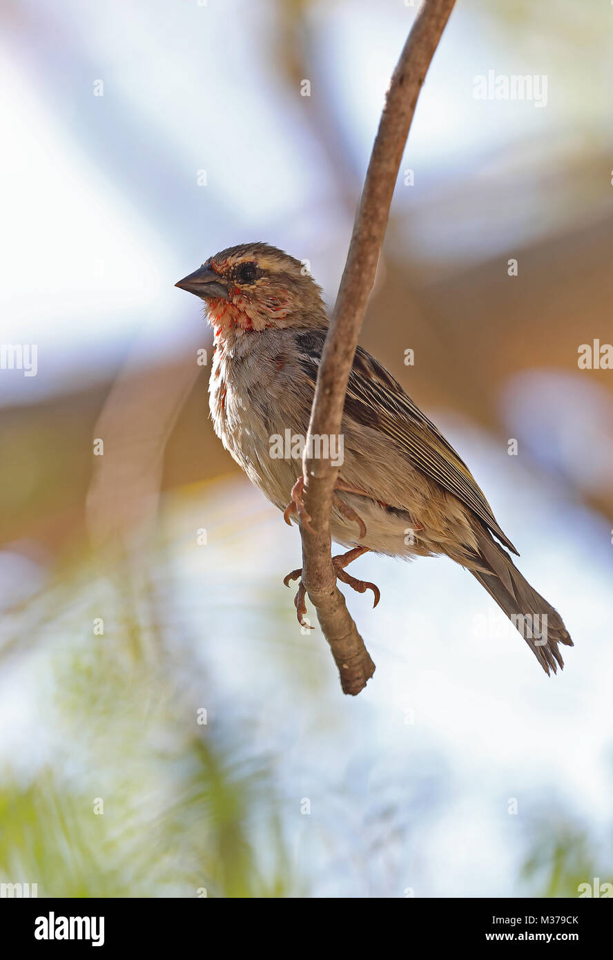 Red Fody (Foudia madagascariensis) male moulting into breeding plumage ...