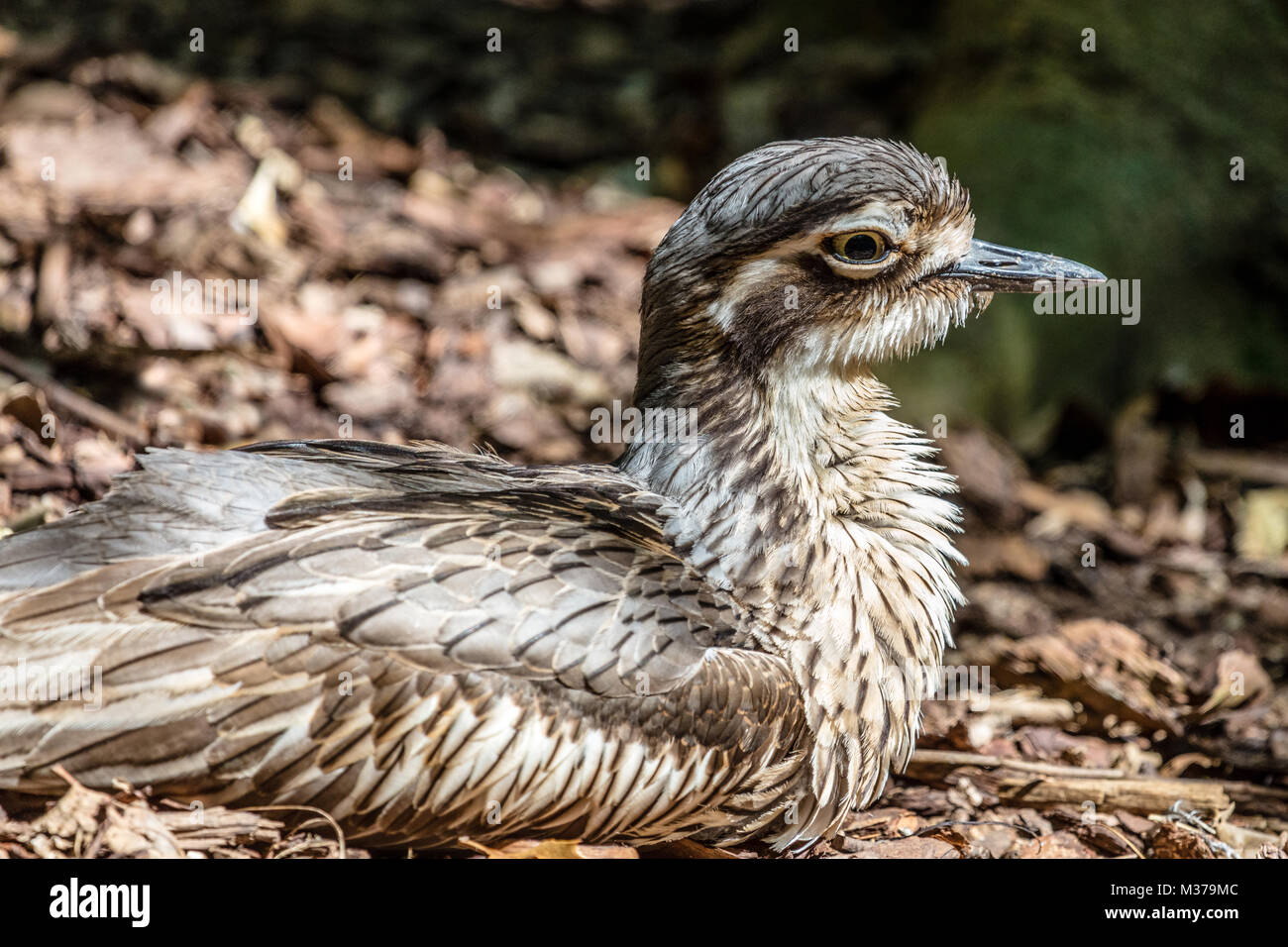 Australian ground dwelling bird hi-res stock photography and images - Alamy
