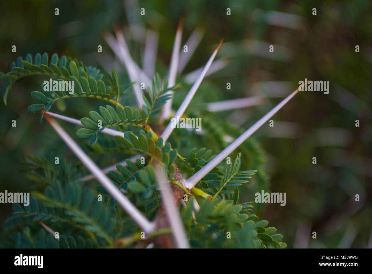 close up of spines from a acacia tree from masai mara the acacia tree ...